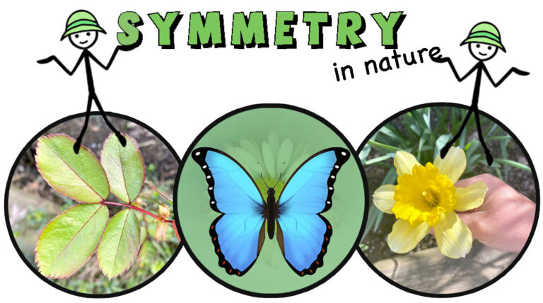 Introduction of Symmetry in Maths With Types And Examples | A To Z Symmetry With Symmetrical ...